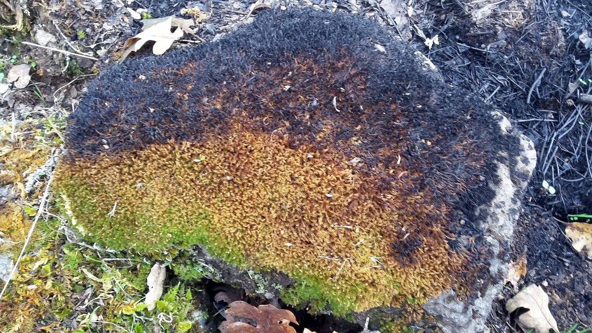 Walking The (Fire) Line in Annadel | (so much world, so little time....)