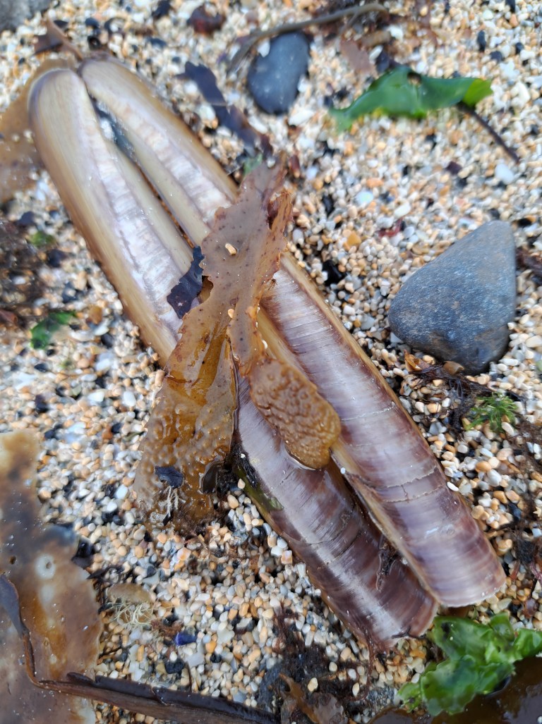Beachcombing | (so much world, so little time....)